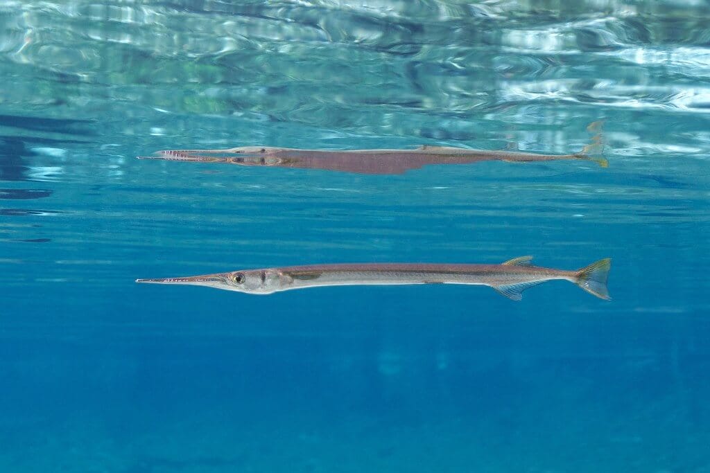 Needlefish Info: The Needle-like Fish - Ocean Info