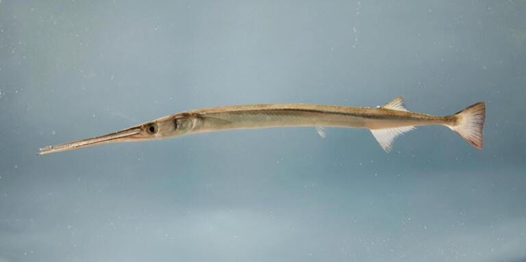 Needlefish Info: The Needle-like Fish - Ocean Info