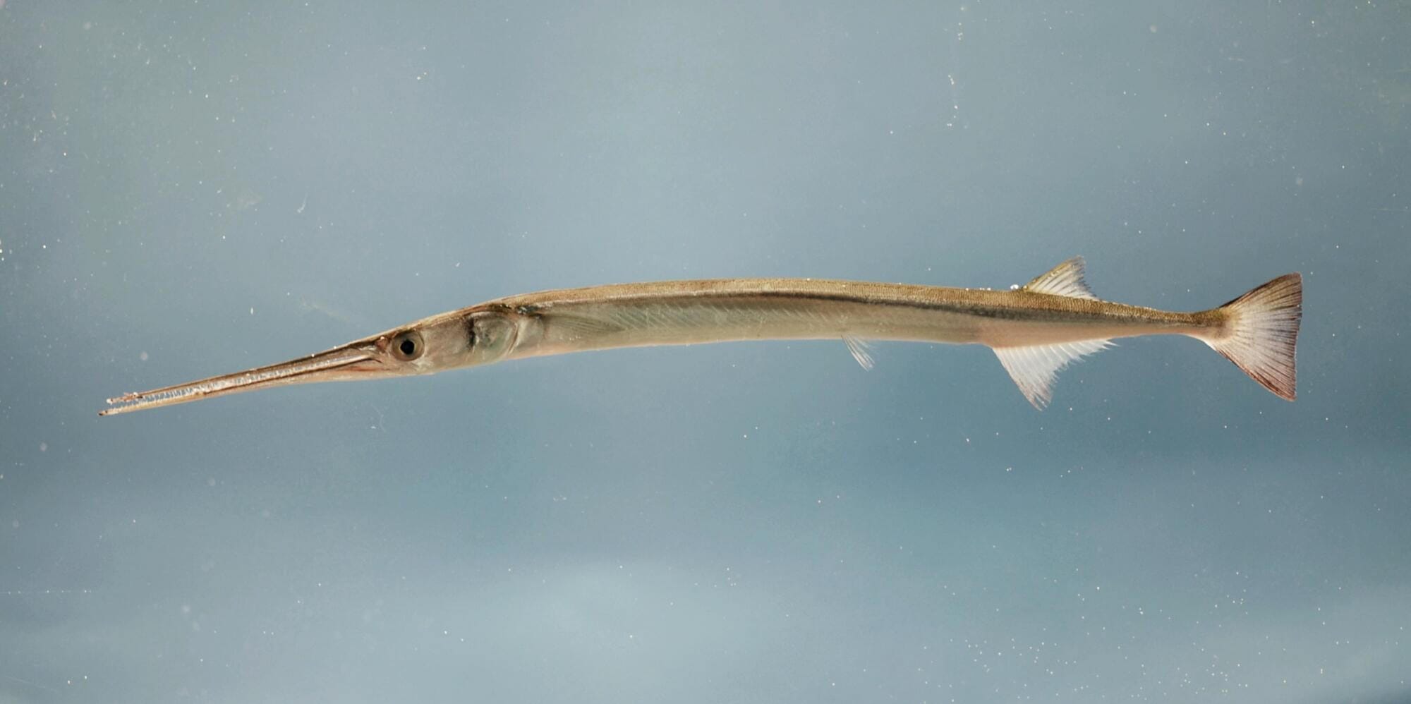 Needlefish Info: The Needle-like Fish - Ocean Info
