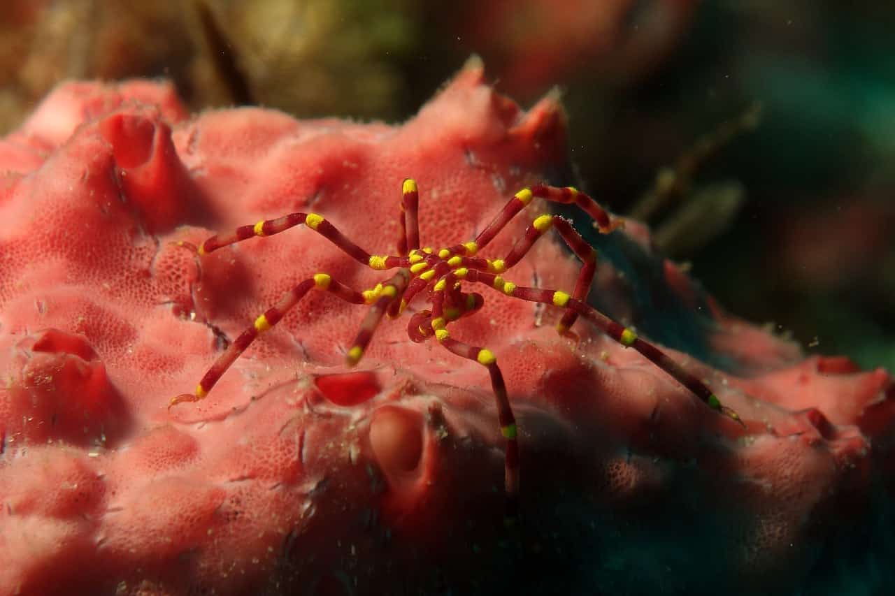 Sea Spider: The Interesting Marine Arthropod - Ocean Info