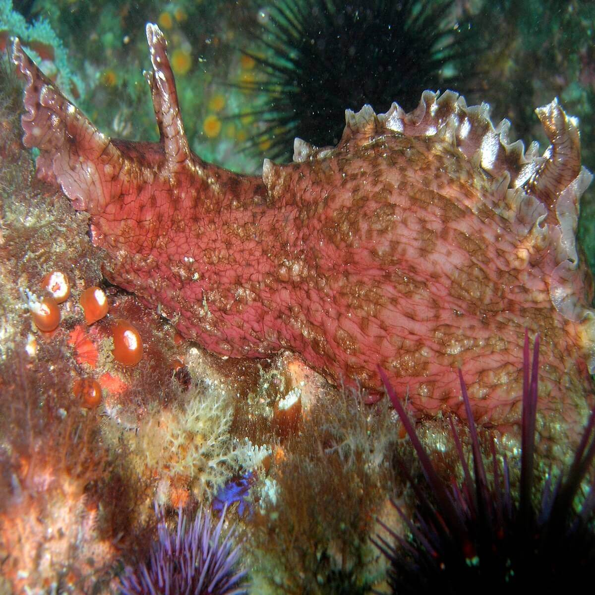 Sea Hare Guide: The Intriguing Sea Snail - Ocean Info