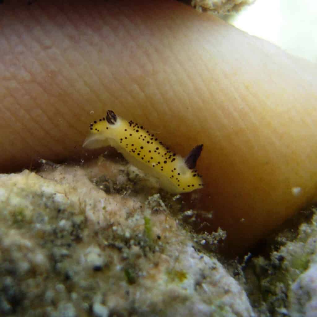Sea Bunny Facts: Cute, Fluffy, and Adorable - Ocean Info