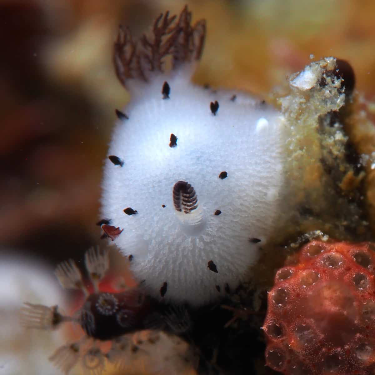 Sea Bunny Facts: Cute, Fluffy, and Adorable - Ocean Info