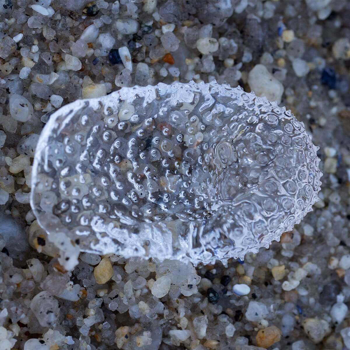 Sea Butterfly (Clione limacina) - Ocean Info