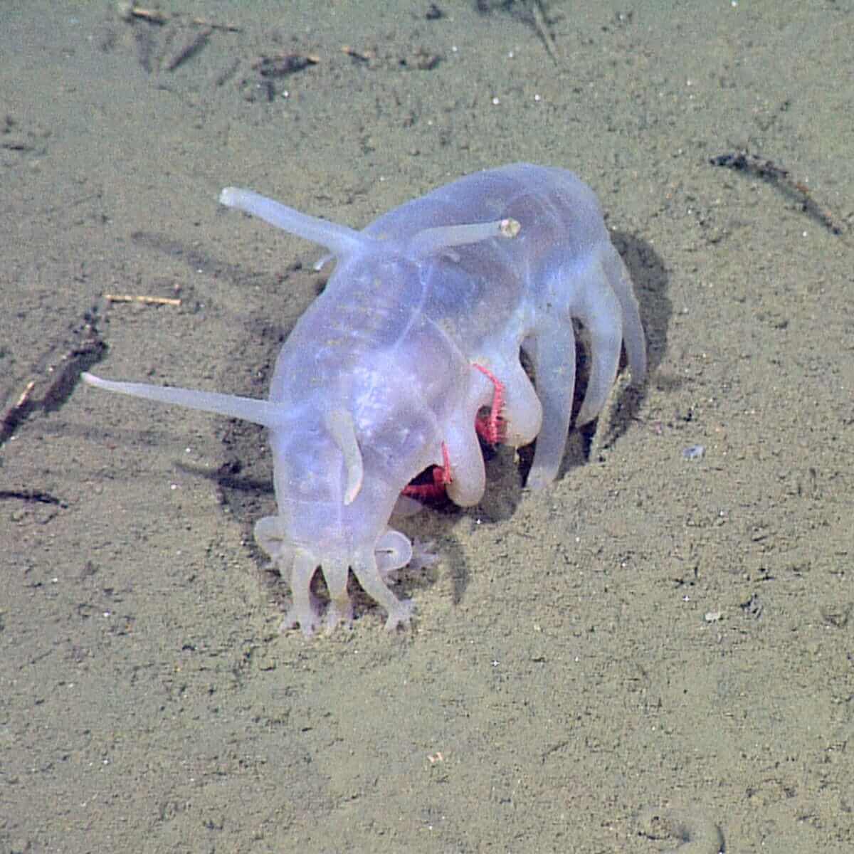 Sea Pig (Scotoplane): The Deep Sea Cumcumber - Ocean Info