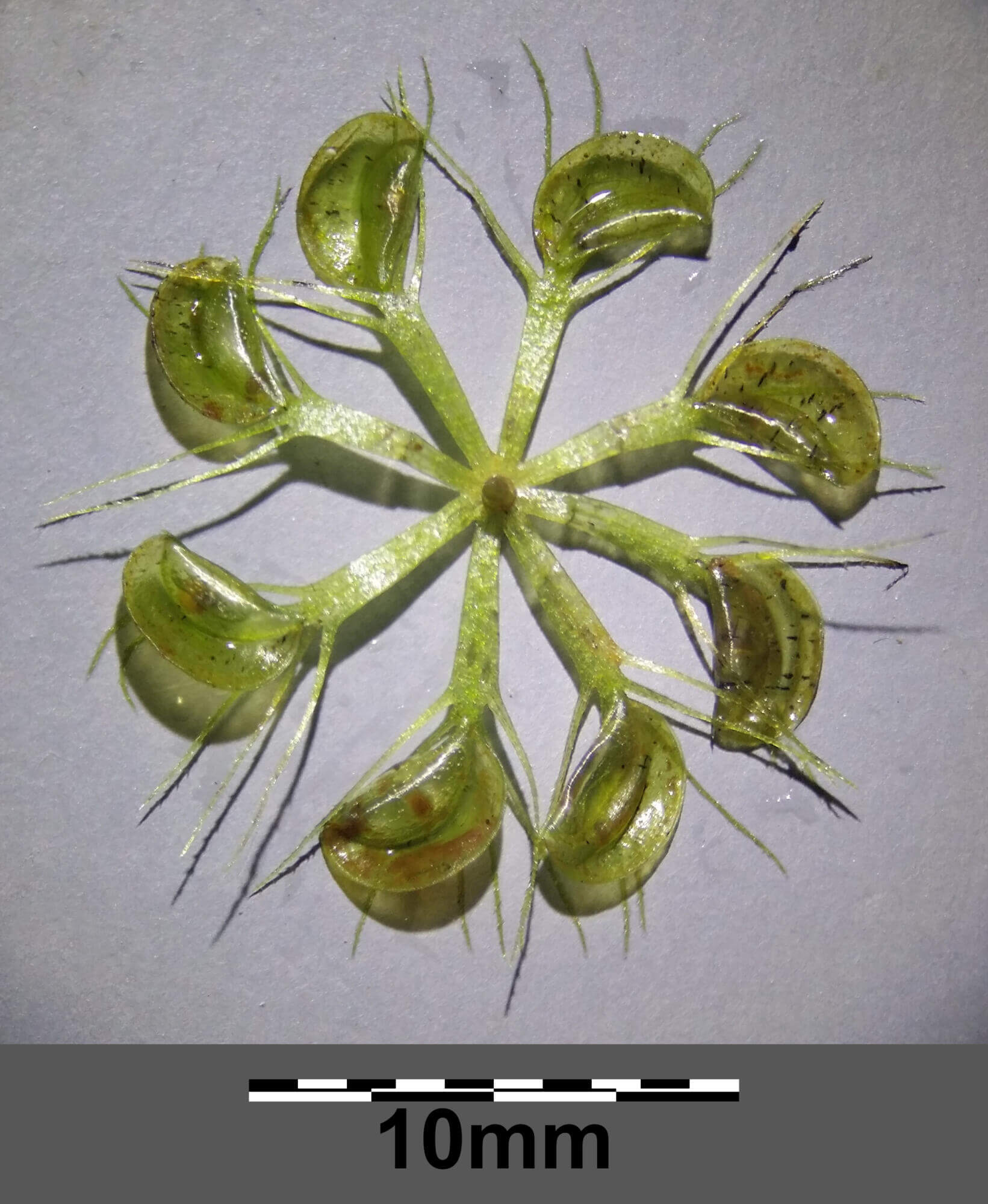 Waterwheel Plant (Aldrovanda vesiculosa) - Ocean Info