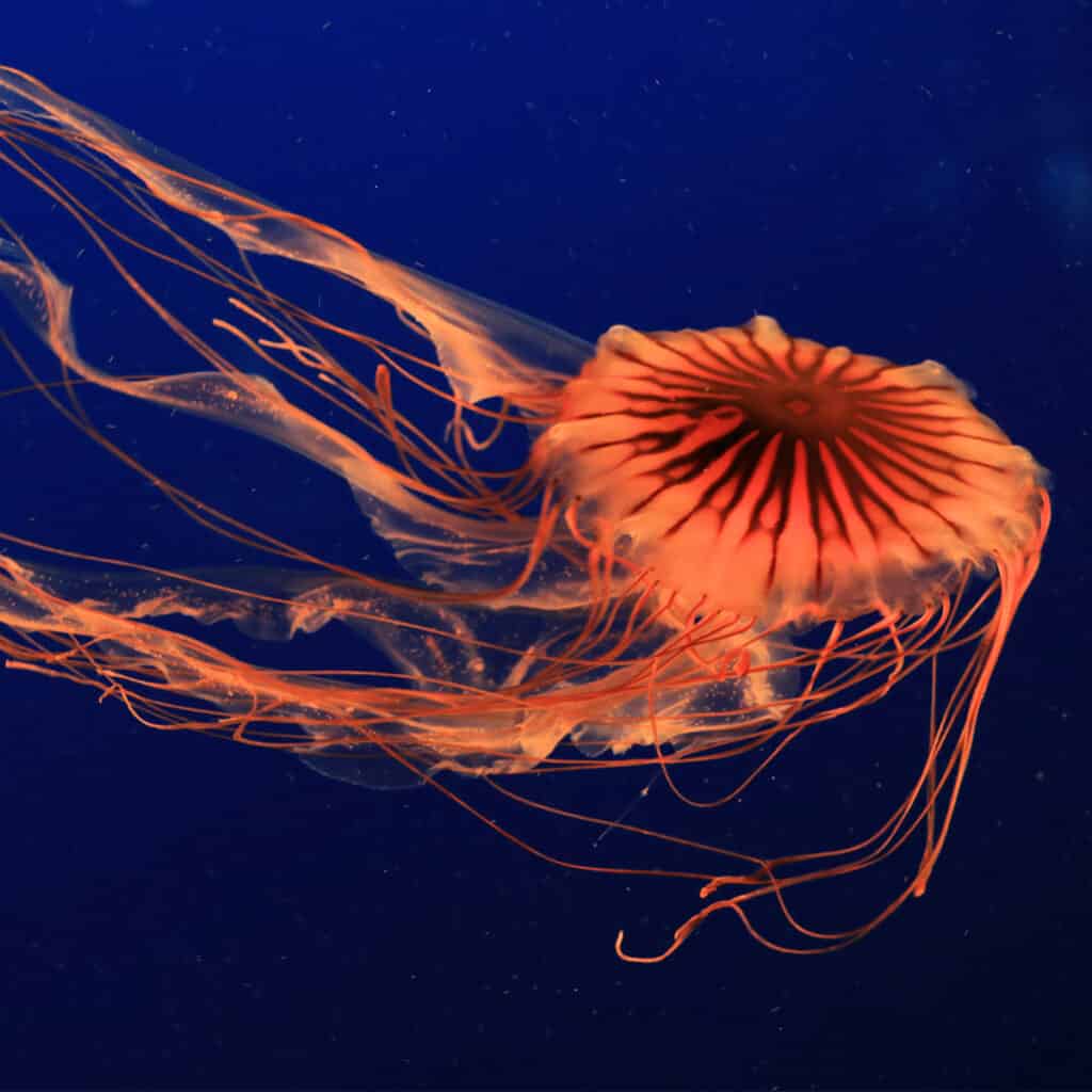 Sea Nettle: The Carnivorous Jellyfish - Ocean Info