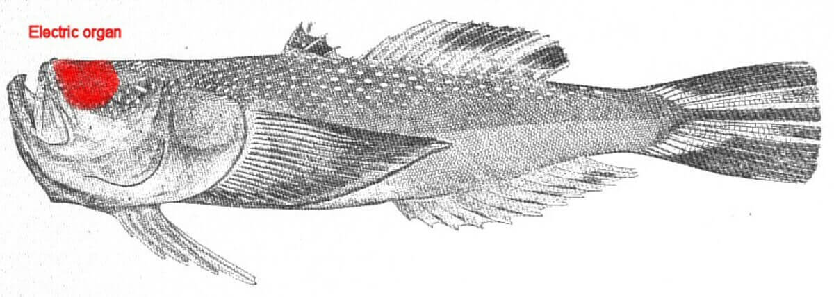 Stargazer Fish: The Unusual Marine Creature - Ocean Info