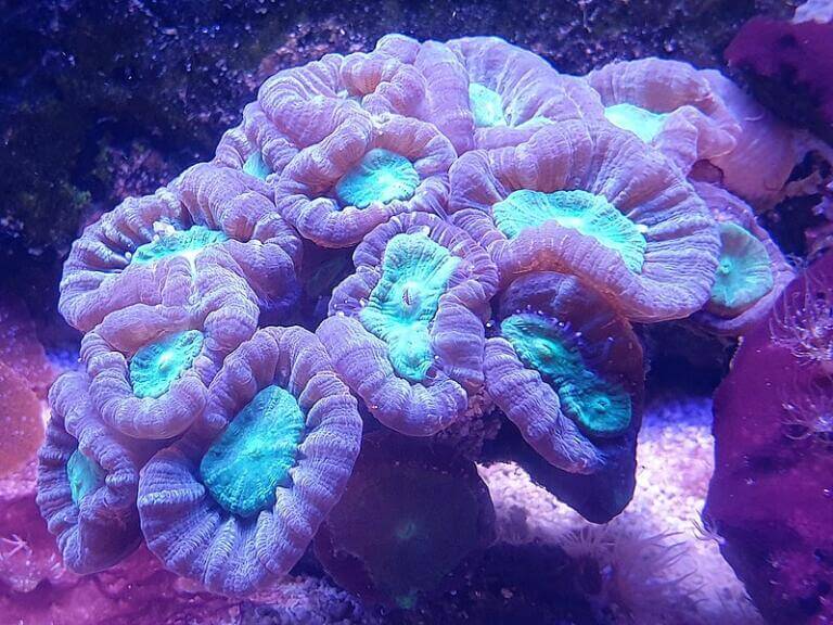 Open Brain Coral (Trachyphyllia geoffroyi) - Ocean Info