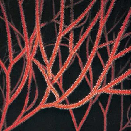 Red Sea Whip (Leptogorgia virgulata) - Ocean Info