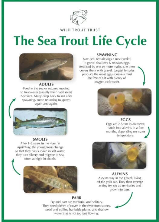 Sea Trout: The Fresh and Saltwater Fish - Ocean Info
