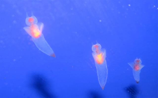 Sea Angels: The Transparent Sea Creatures - Ocean Info