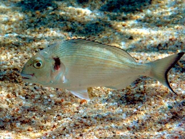 Sea Bream: The Popular Mediterranean Fish - Ocean Info