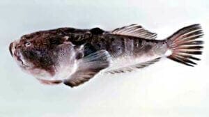 Stargazer Fish: The Unusual Marine Creature - Ocean Info