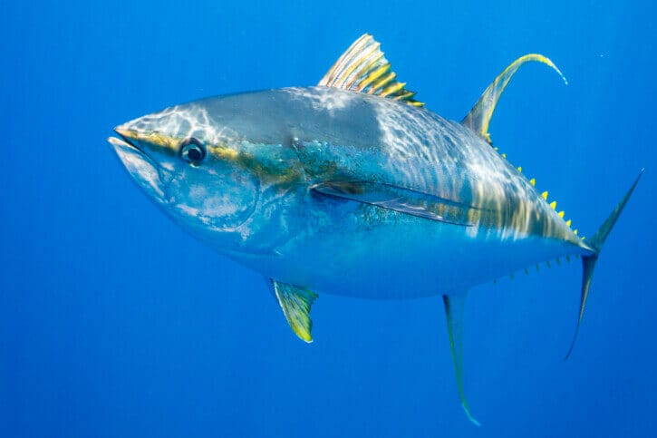 Bluefin vs Yellowfin Tuna: Main Differences - Ocean Info