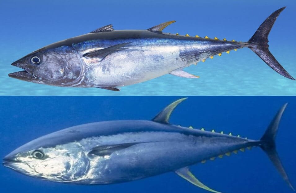 Bluefin vs Yellowfin Tuna: Main Differences - Ocean Info