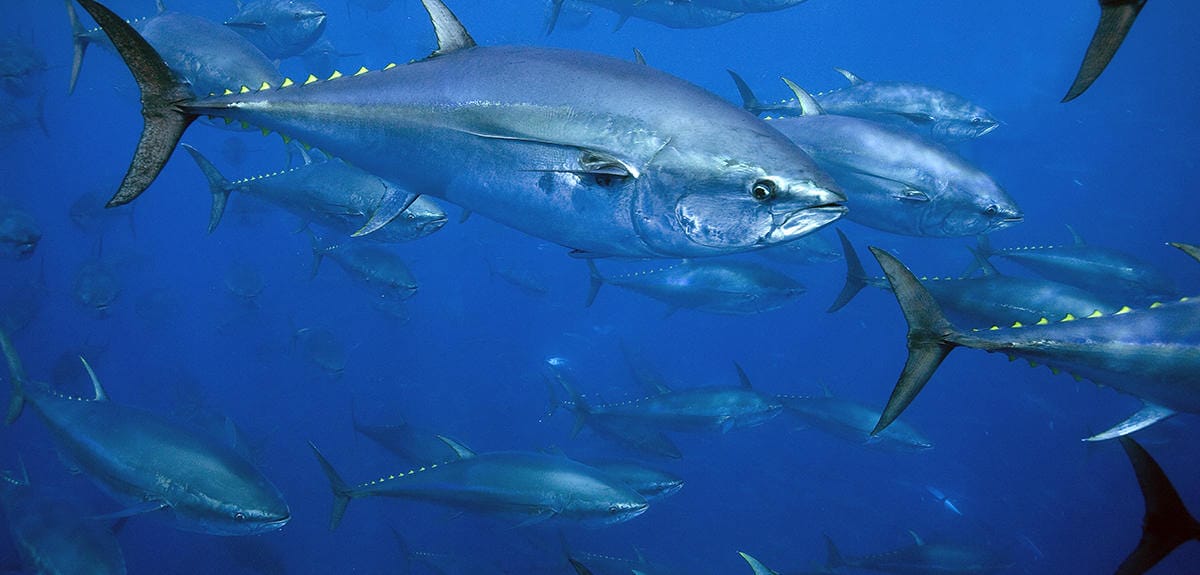 Bluefin vs Yellowfin Tuna: Main Differences - Ocean Info