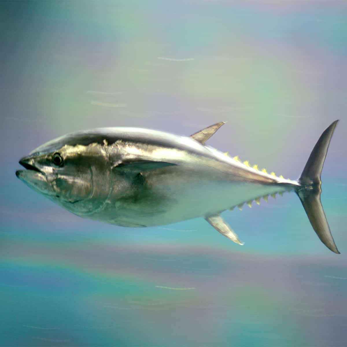 Bluefin vs Yellowfin Tuna: Main Differences - Ocean Info