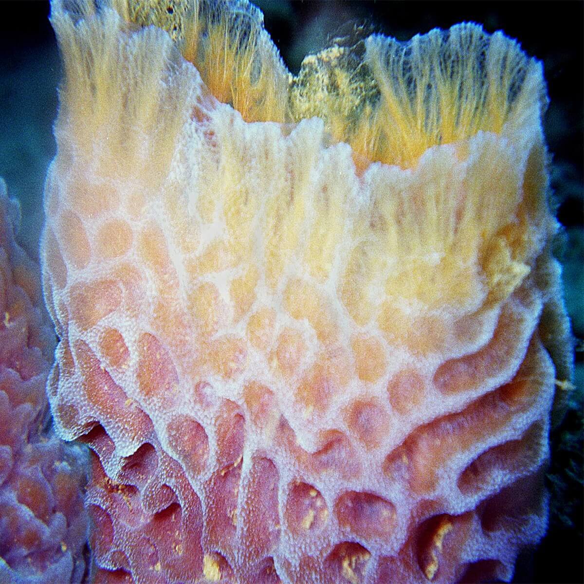 Sea Sponge: Interesting Facts with Pictures - Ocean Info