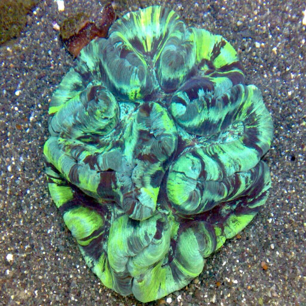 Open Brain Coral (Trachyphyllia geoffroyi) - Ocean Info