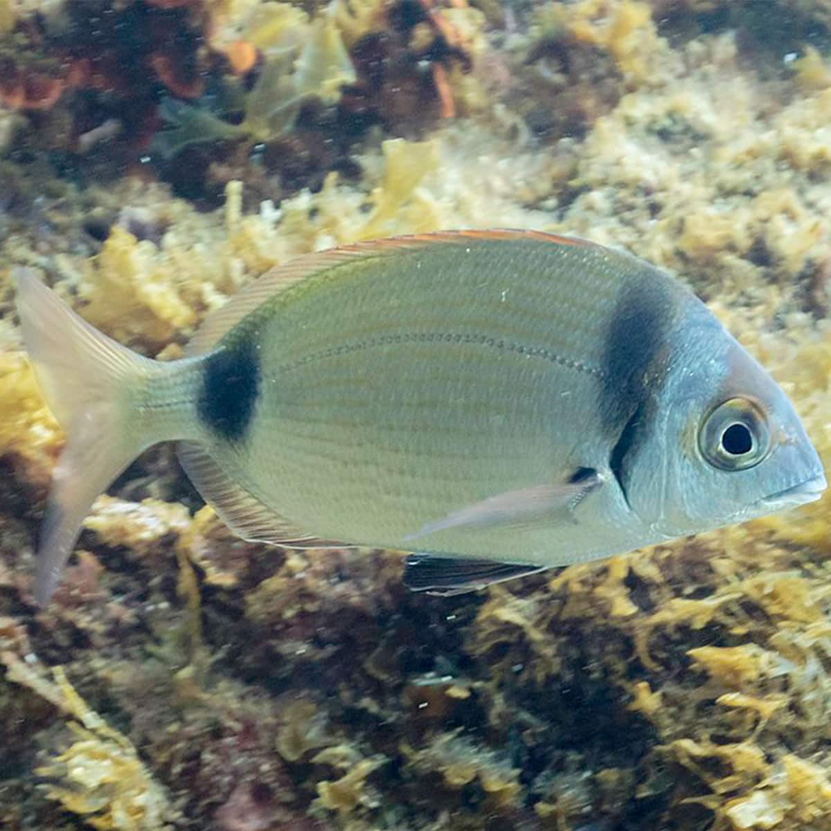 Sea Bream: The Popular Mediterranean Fish - Ocean Info