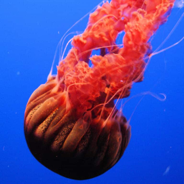 Sea Nettle (genus Chrysaora) - Ocean Info