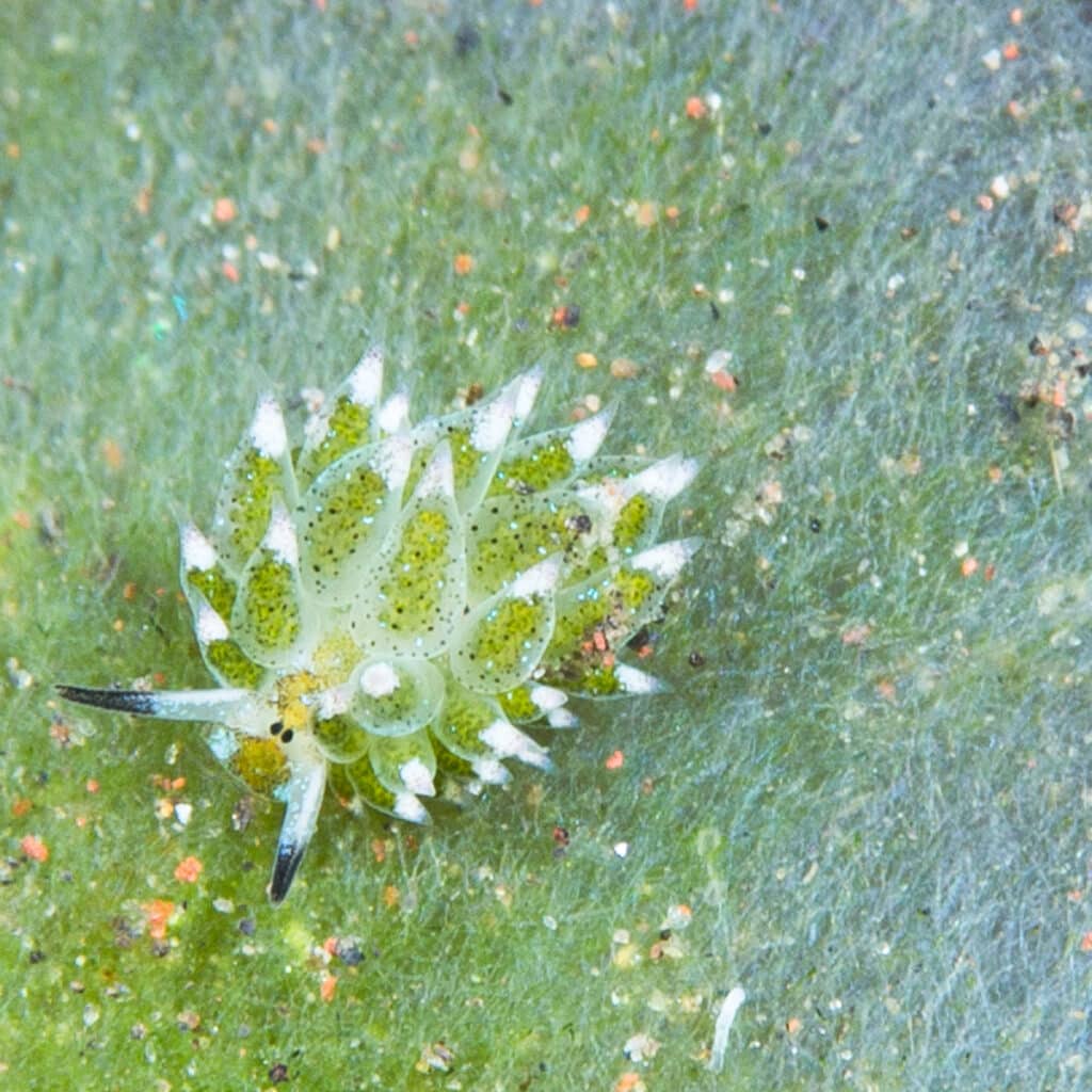 Sea Sheep: An Animal that Uses Photosynthesis - Ocean Info