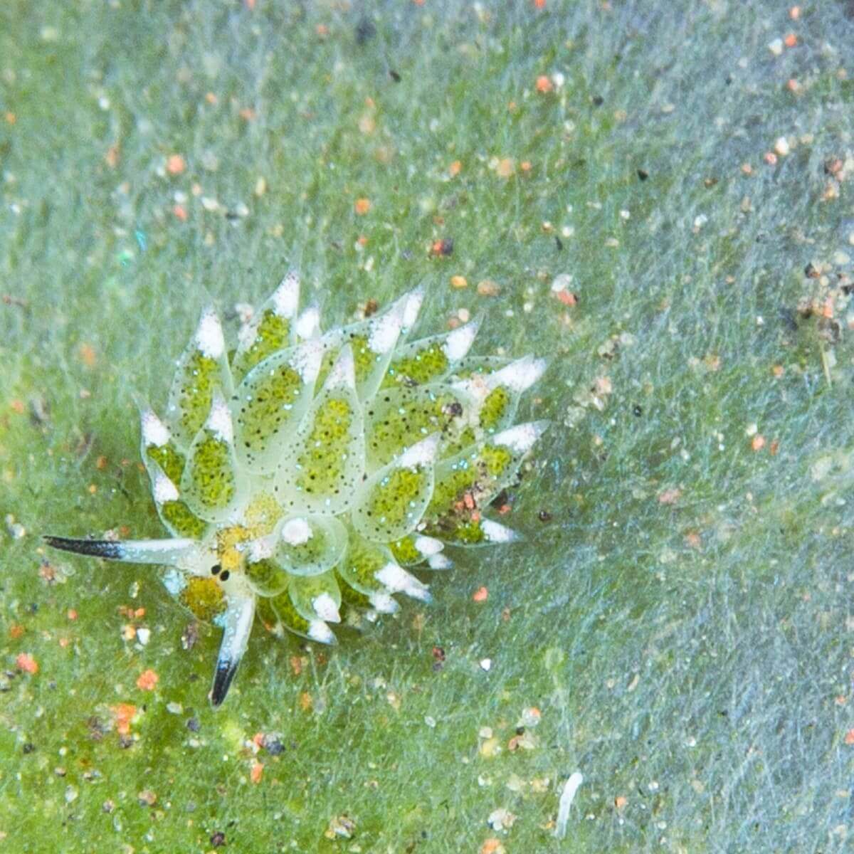 Sea Sheep: An Animal that Uses Photosynthesis - Ocean Info