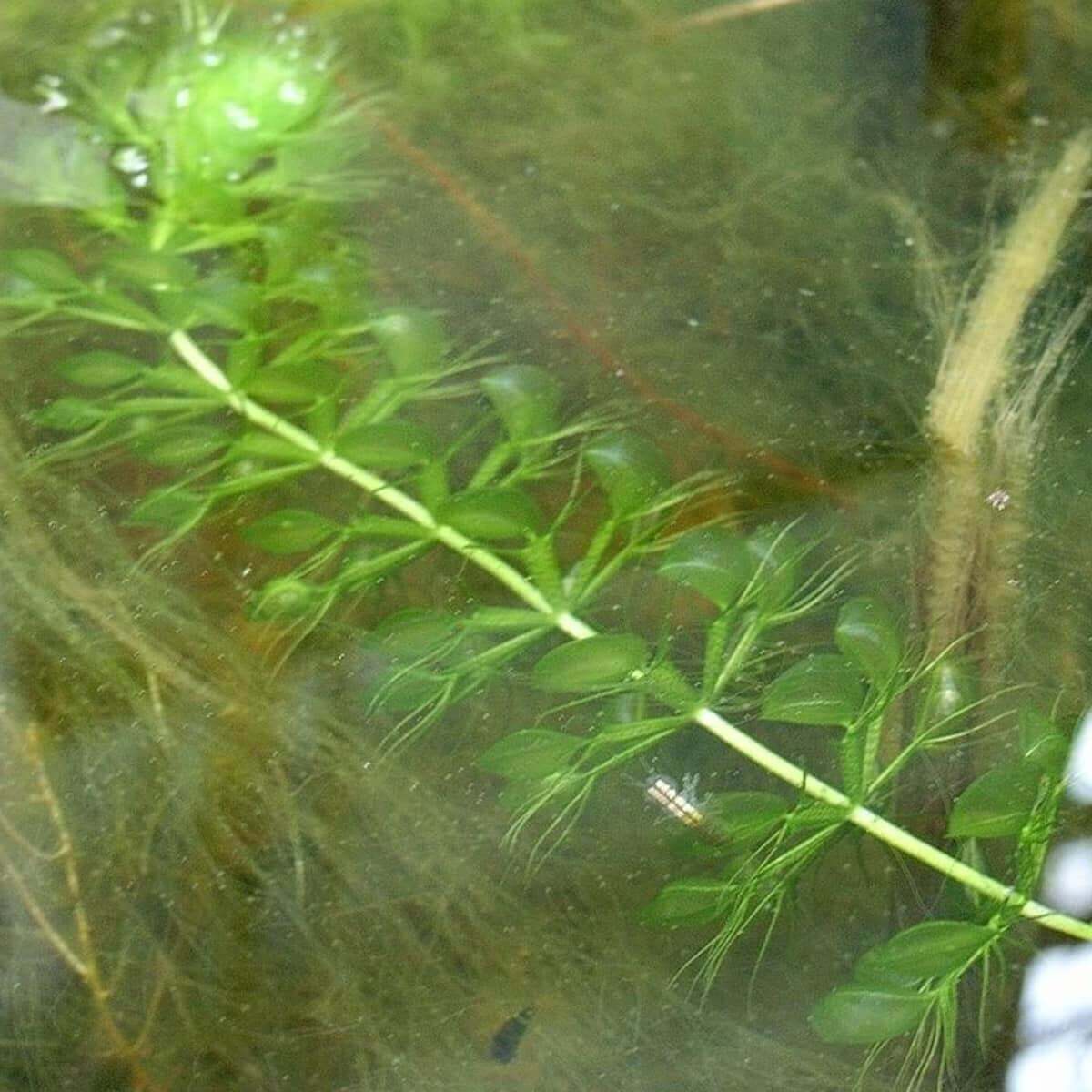 Waterwheel Plant (Aldrovanda vesiculosa) - Ocean Info