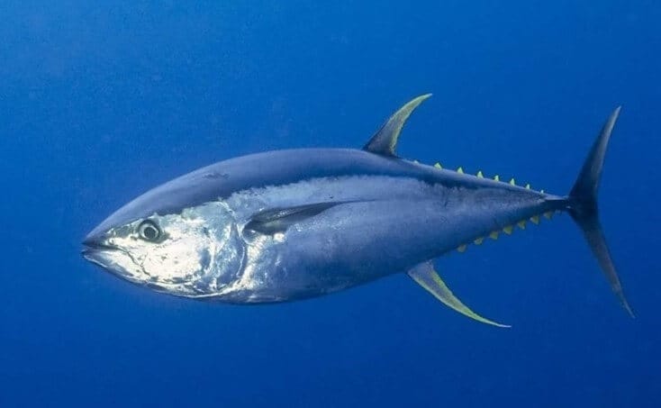 Bluefin vs Yellowfin Tuna: Main Differences - Ocean Info