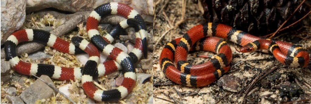 Coral Snake vs King Snake: Main Differences - Ocean Info