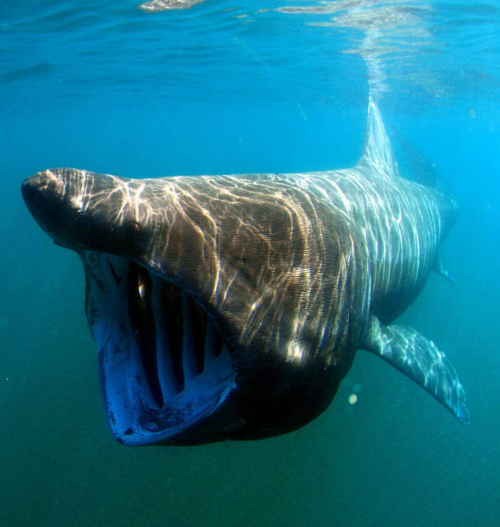 10 of the Most Endangered Sharks - Ocean Info