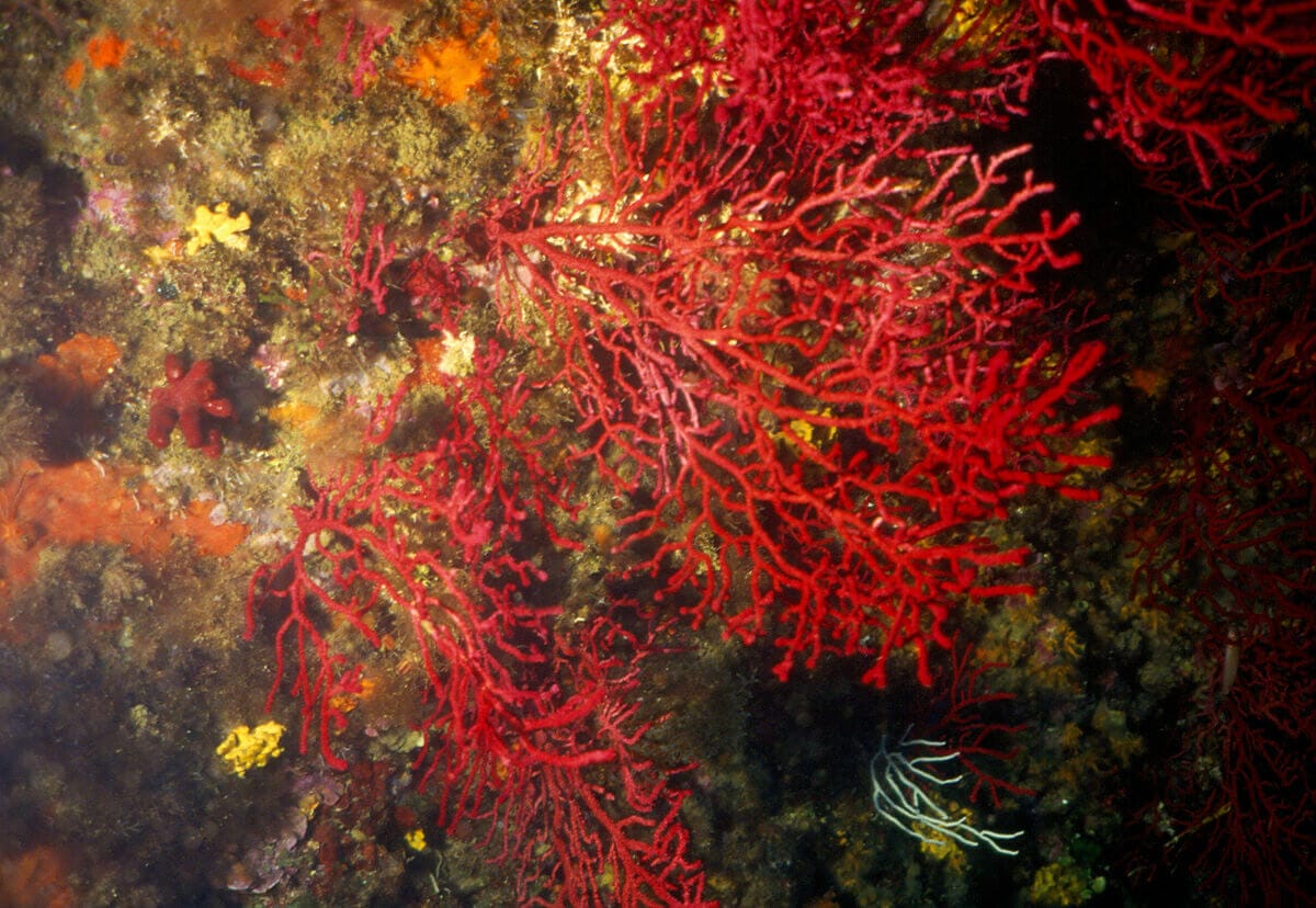 What are Soft Corals? - Ocean Info