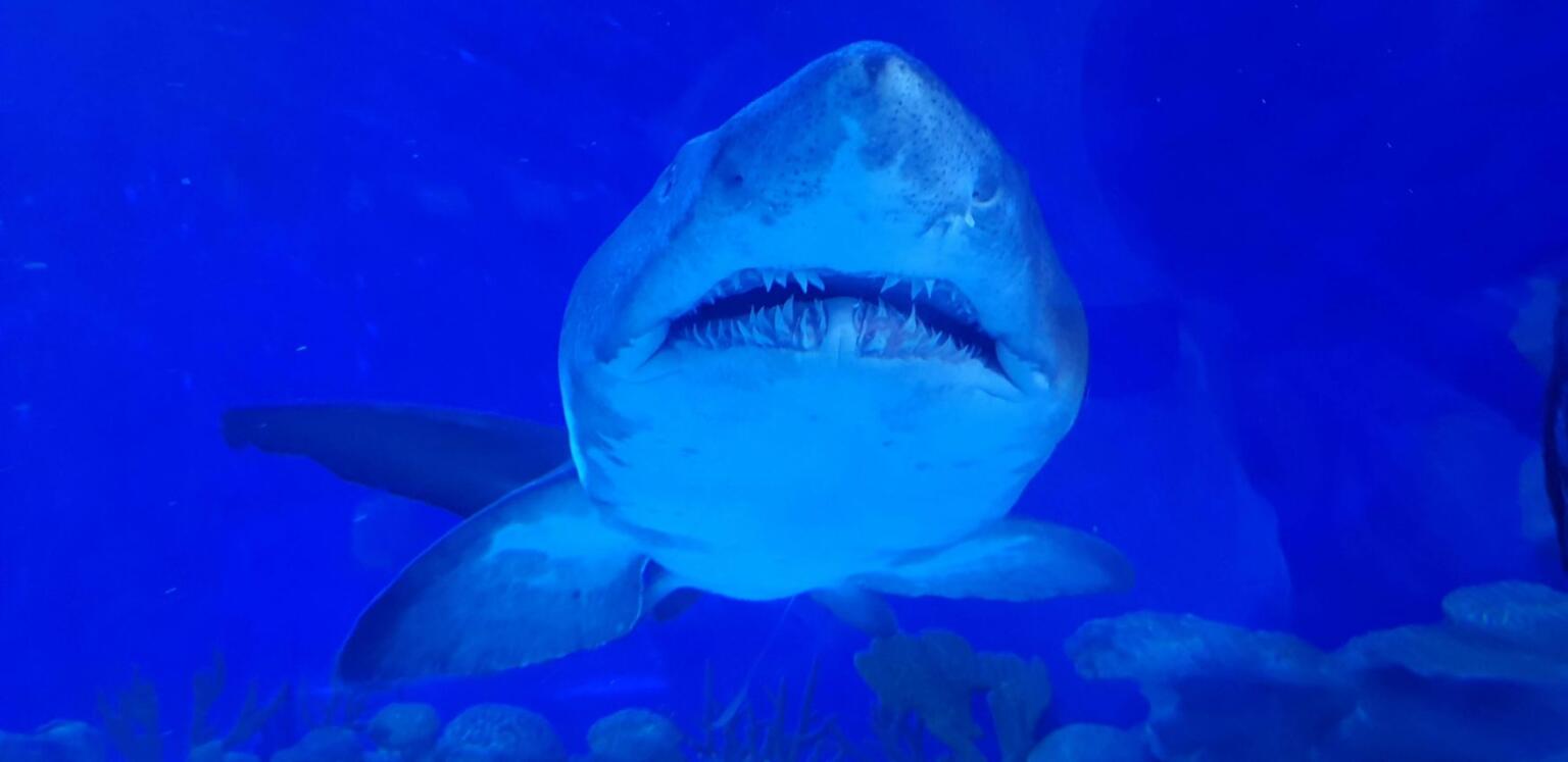 Top 11 Biggest Sharks in the World - Ocean Info