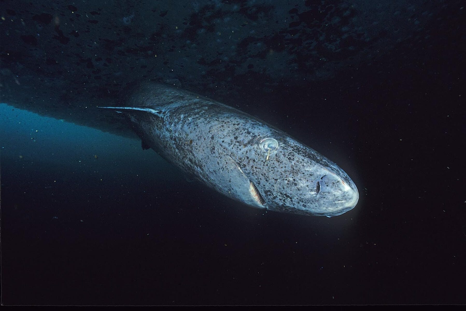 Top 11 Biggest Sharks in the World - Ocean Info