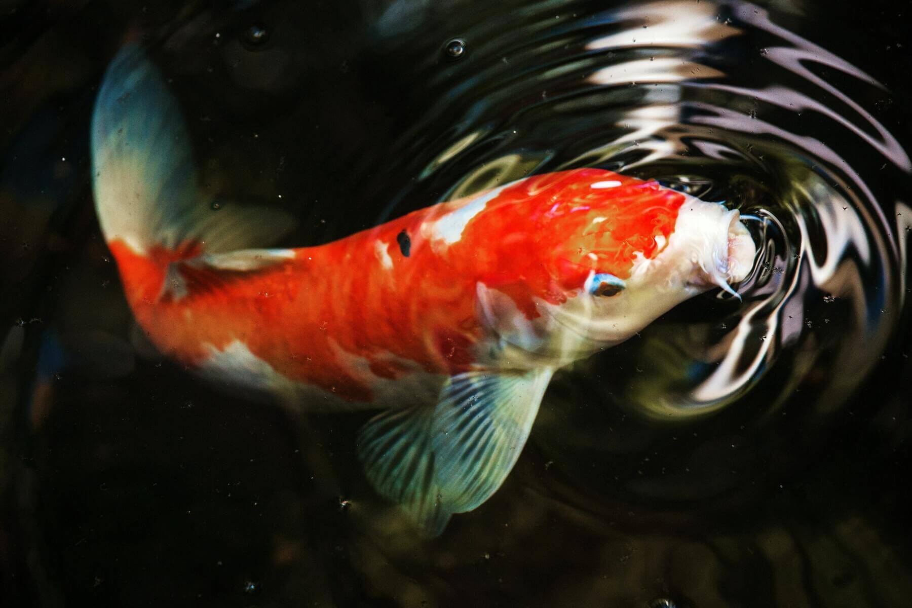 Koi Fish: The Colored Forms of Amur Carp - Ocean Info