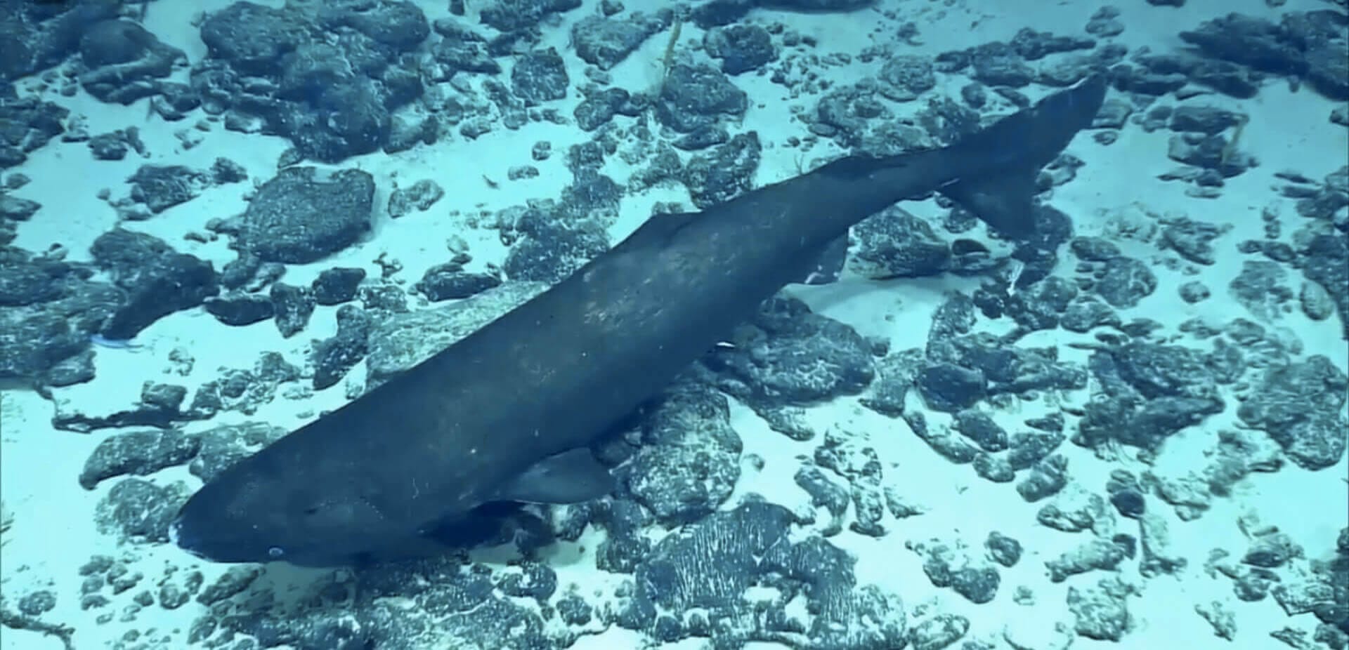 Top 11 Biggest Sharks in the World - Ocean Info