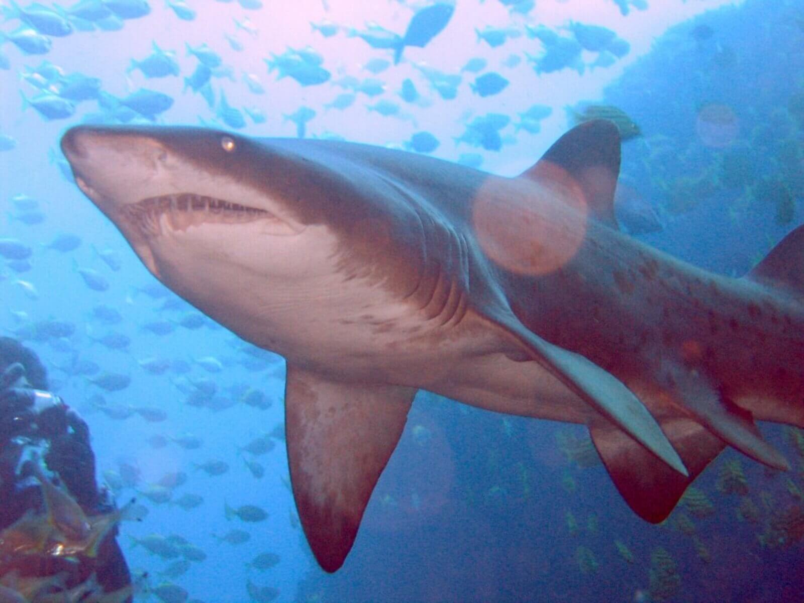 Sand Shark Profile: The Sharp-Toothed Shark - Ocean Info