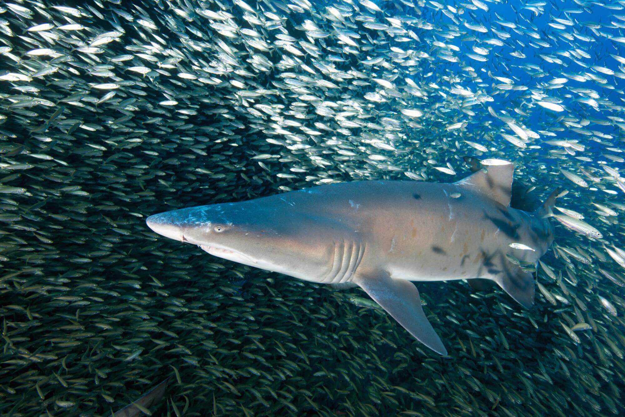 Sand Shark Profile: The Sharp-Toothed Shark - Ocean Info