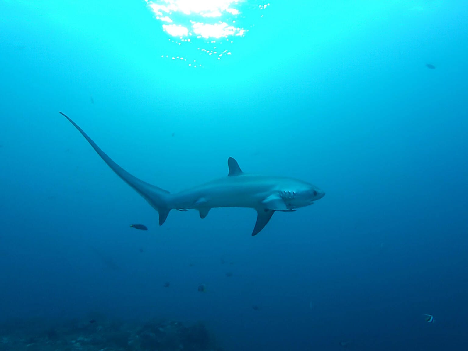 Top 11 Biggest Sharks in the World - Ocean Info