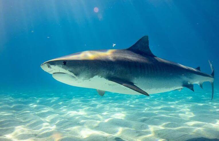 Top 11 Biggest Sharks in the World - Ocean Info