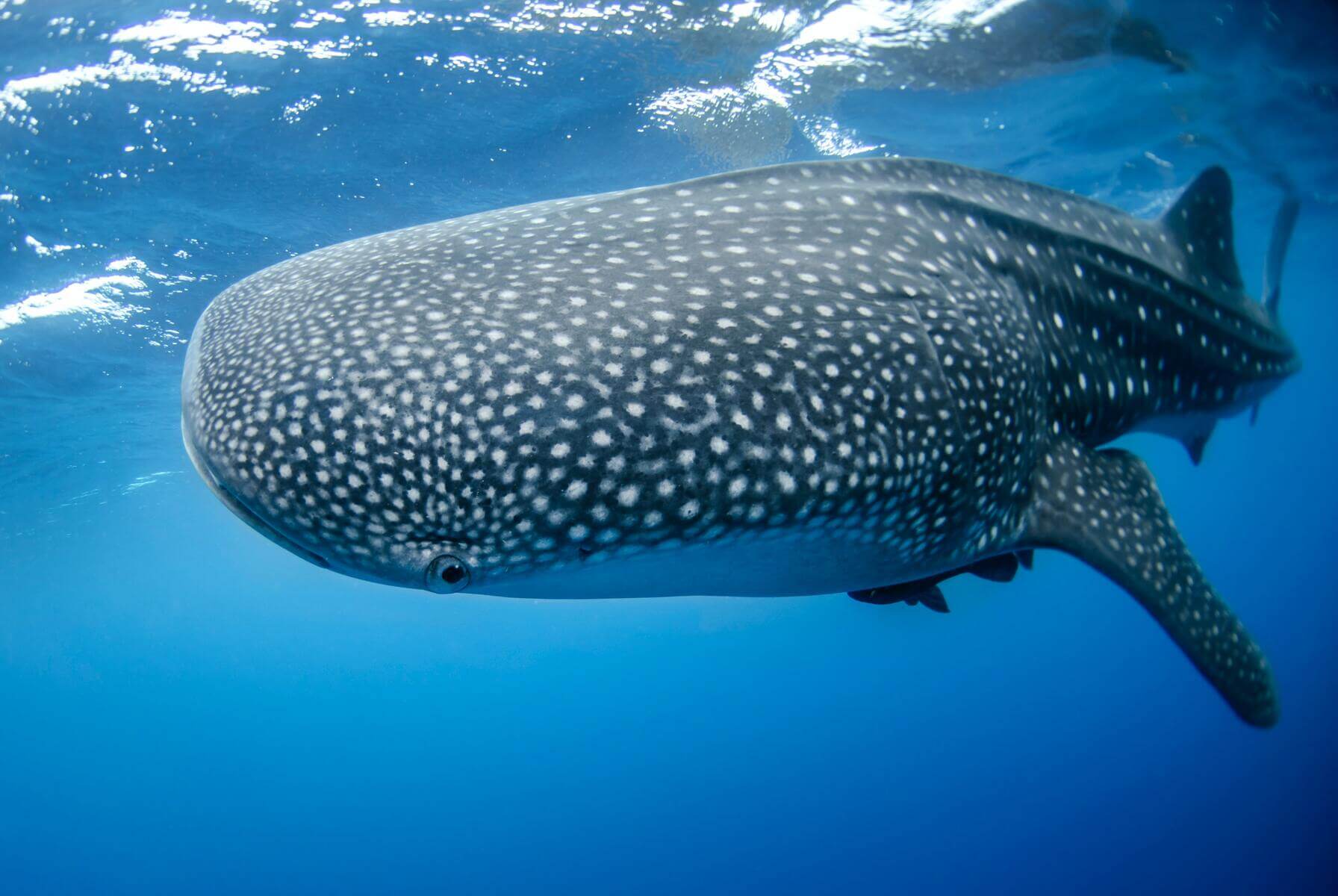 Top 11 Biggest Sharks in the World - Ocean Info