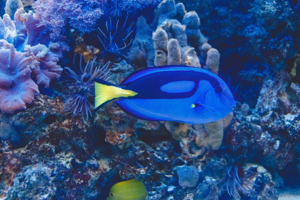 Blue Tang Fish Habitat Blue Tang Paracanthurus Hepatus, Also Known As