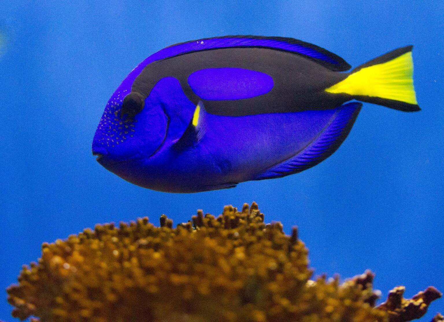 Blue Tang (Paracanthurus hepatus) - Ocean Info