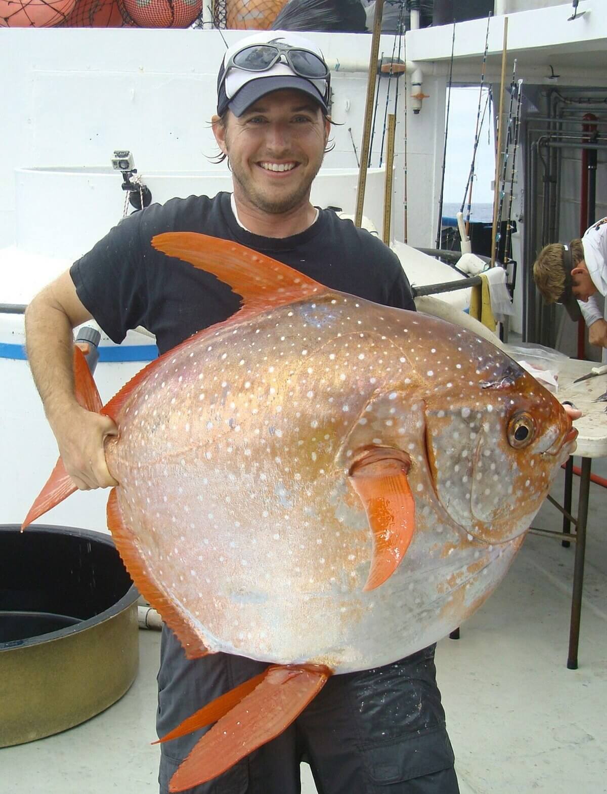 Moonfish vs Sunfish: Main Differences - Ocean Info