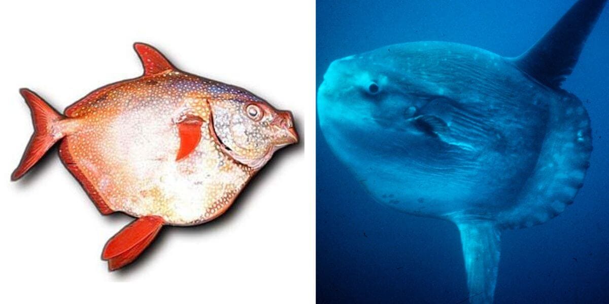 Moonfish vs Sunfish: Main Differences - Ocean Info