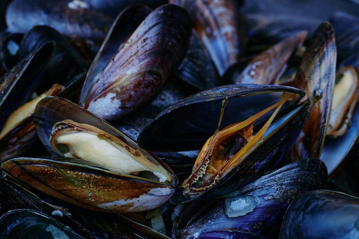 Clams vs Mussels: Main Differences - Ocean Info