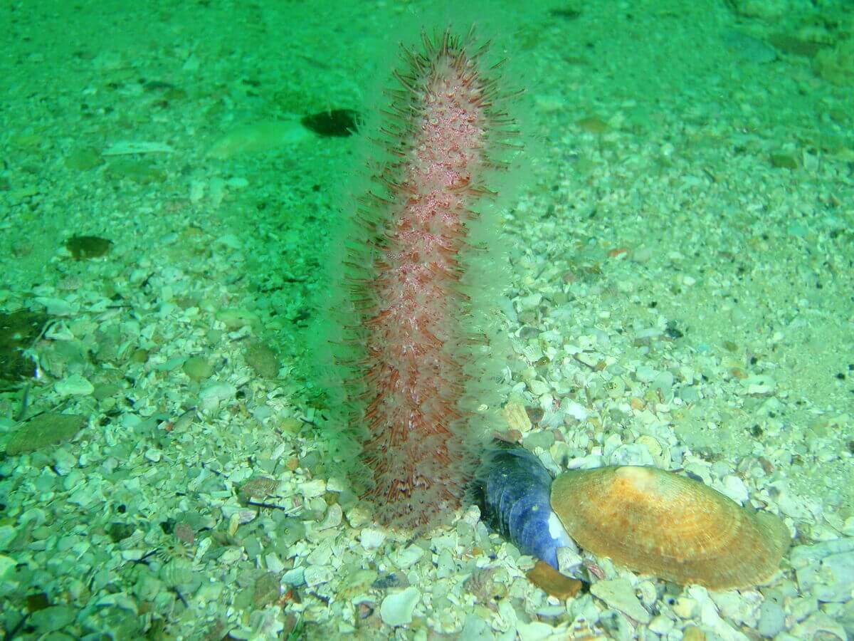 Blobfish: The Famous Unusual-Looking Fish - Ocean Info