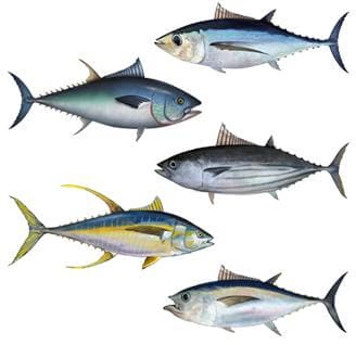Tuna Fish: The Popular Saltwater Fish - Ocean Info