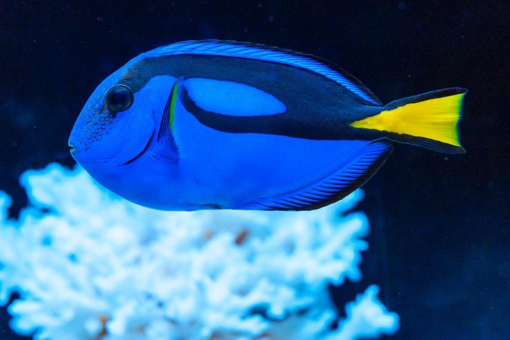 Blue Tang (Paracanthurus hepatus) - Ocean Info